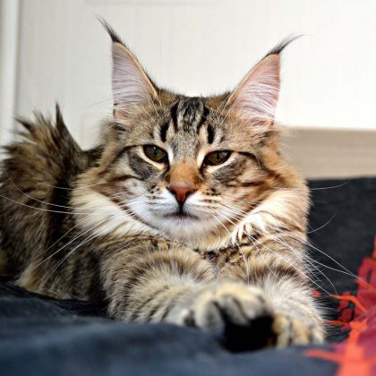 Race de chat isabelle