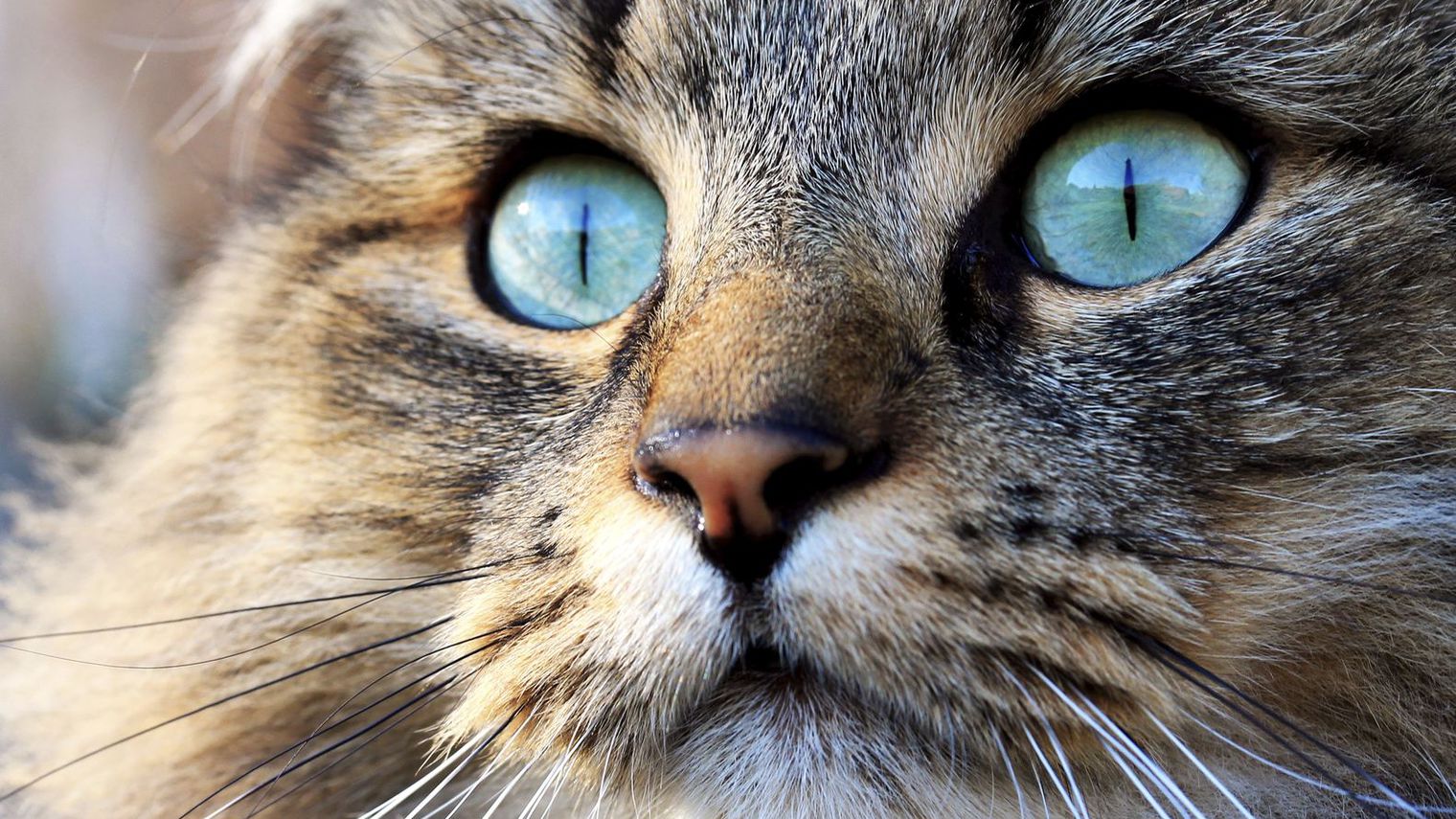 Photos Des Chats Photos Des Chats