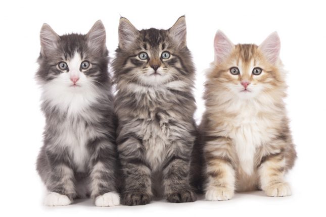Adopter un chaton conseils