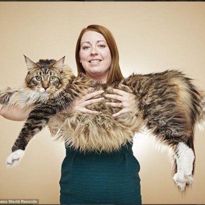 Race de gros chat du monde plus grand chat du monde