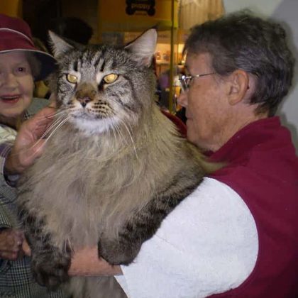 Race grand chat domestique le plus gros chat au monde