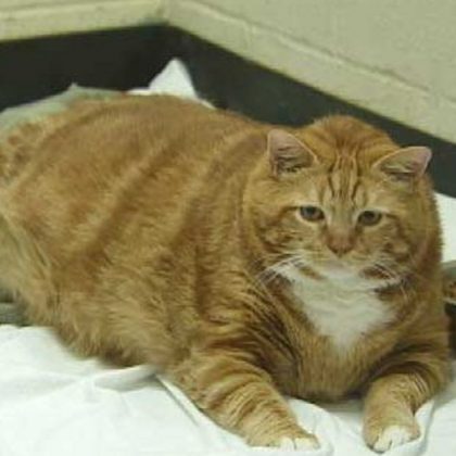 Le plus grand chat du monde chat roux et blanc race