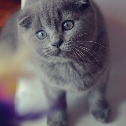 Jumbo chat race grand chat du bengal