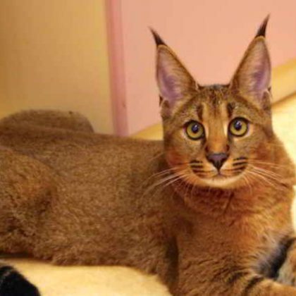 Makoun chat race de char