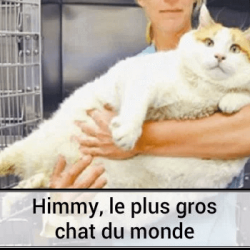 Tous les chats du monde caractere chat main coon