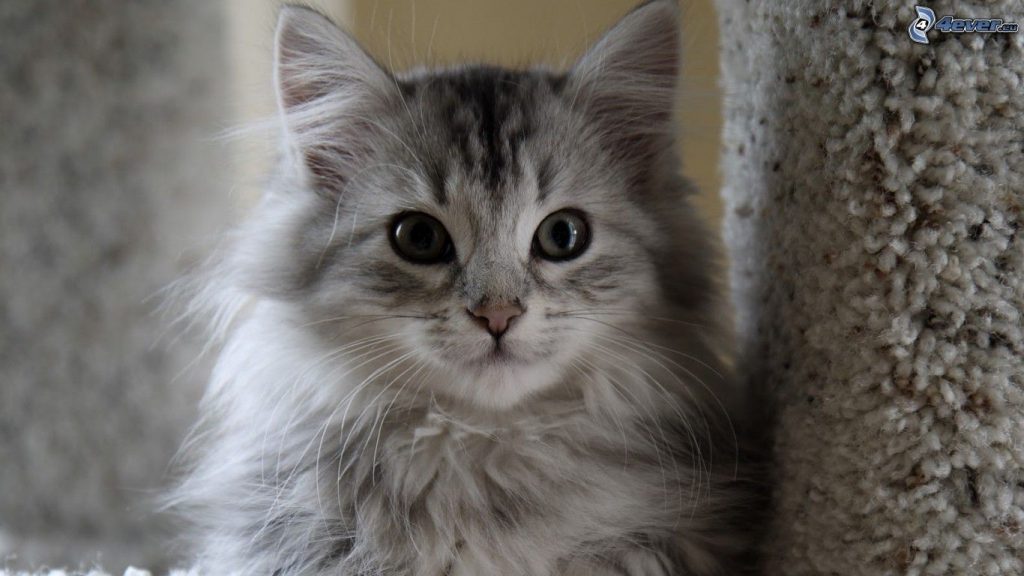 Photo chat gris race plus gros chat